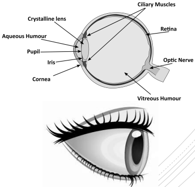 CBSE Class 5 Science Nervous System And Sense Organs Worksheet
